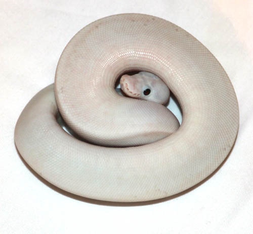 VPI Axanthic Super Fire Ball Python by Ball Python Investments ...