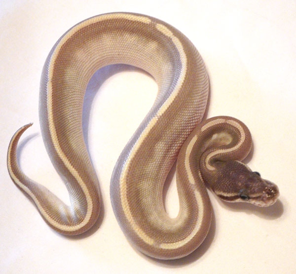 Mystic Potion M1 Ball Python by Ball Python Investments - MorphMarket
