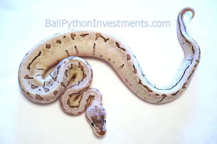 Fire Pastel Pin VPI Axanthic M2 Ball Python by Ball Python Investments ...
