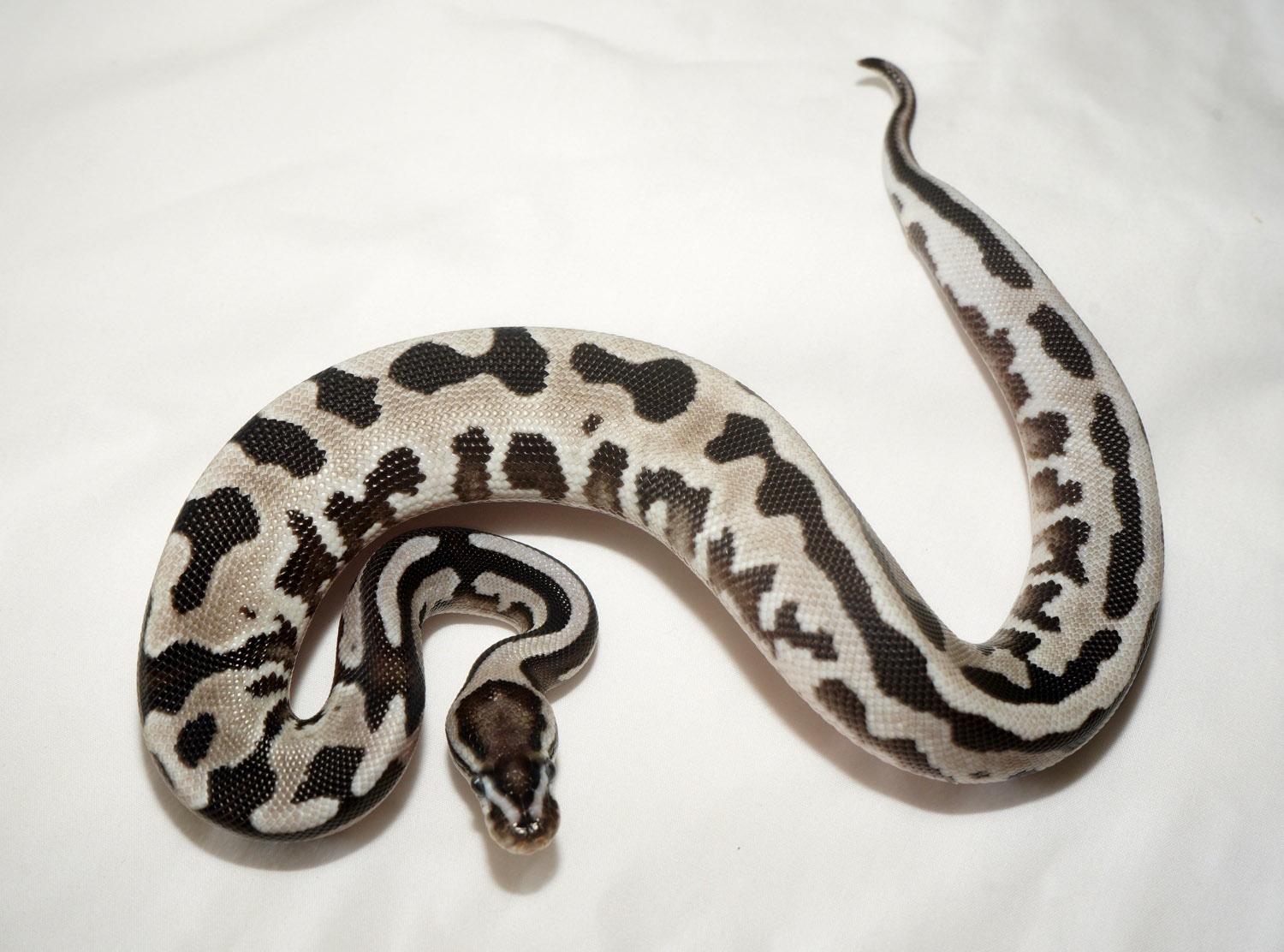 Leopard Fire VPI Axanthic Ball Python by Ball Python Investments ...