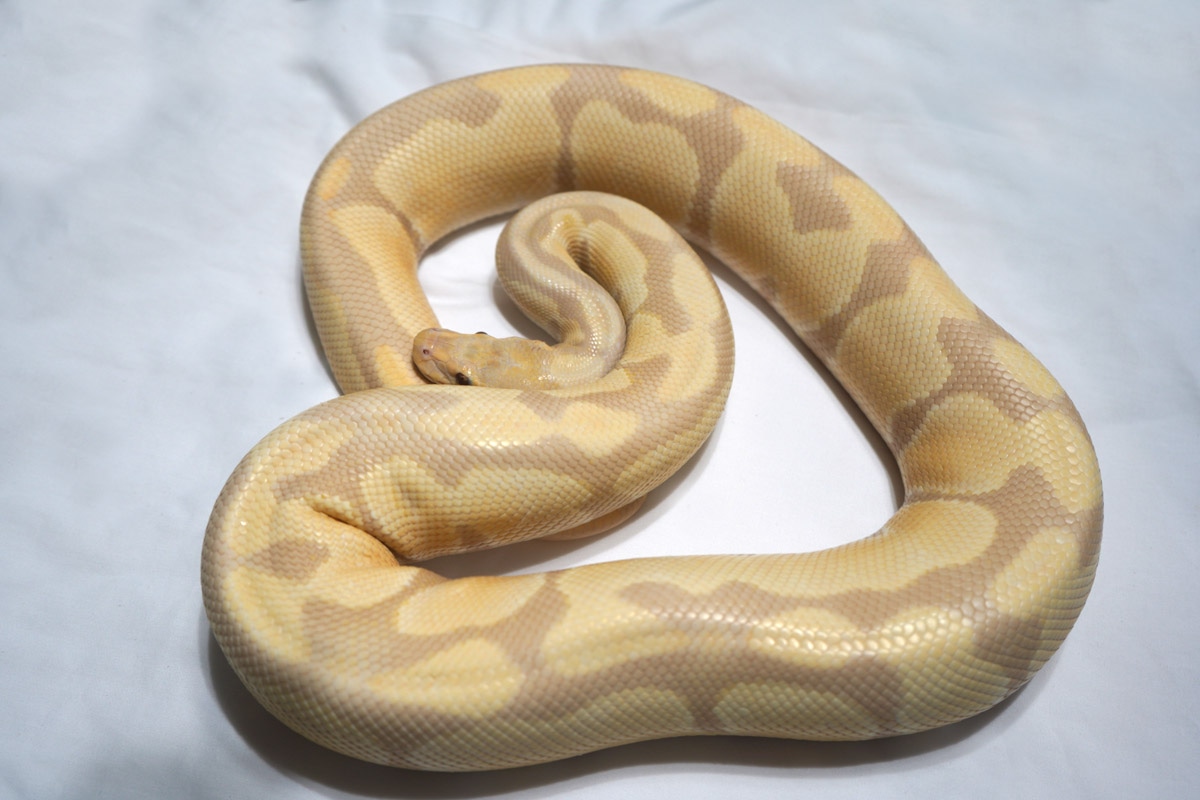 Candino Ball Python by Ball Python Investments - MorphMarket