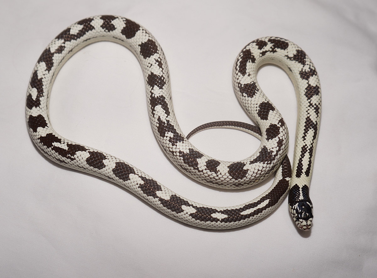 Aberrant Female California Kingsnake by Ball Python Investments ...