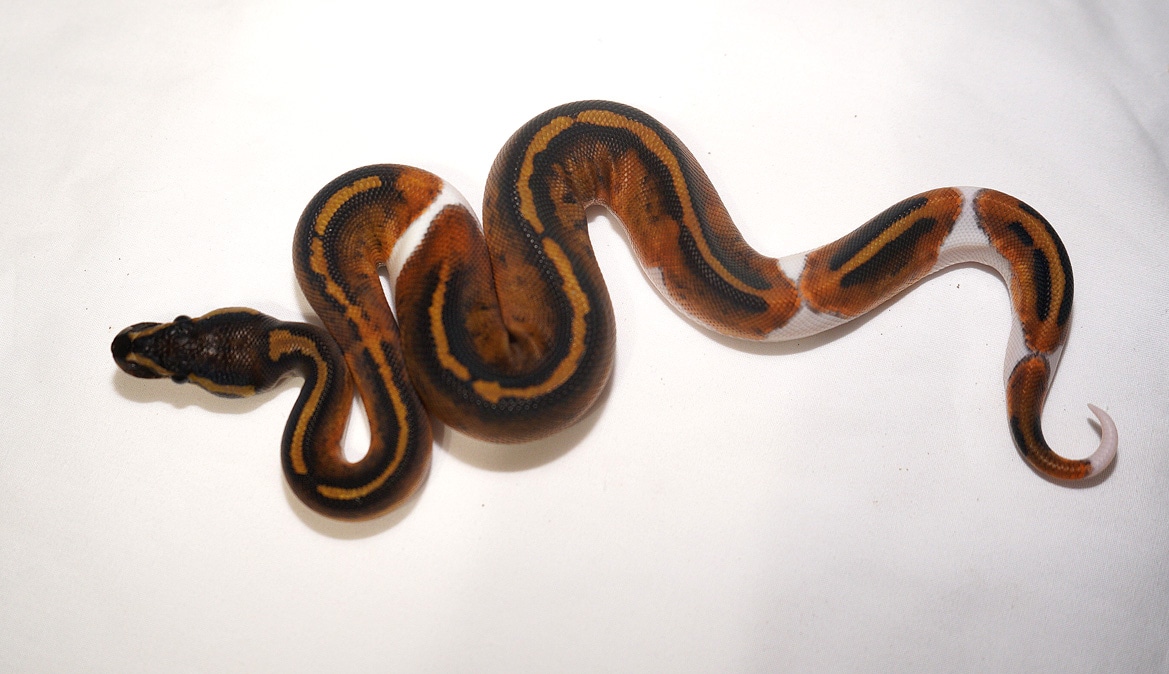 Mahogany Pied Ball Python by Ball Python Investments - MorphMarket