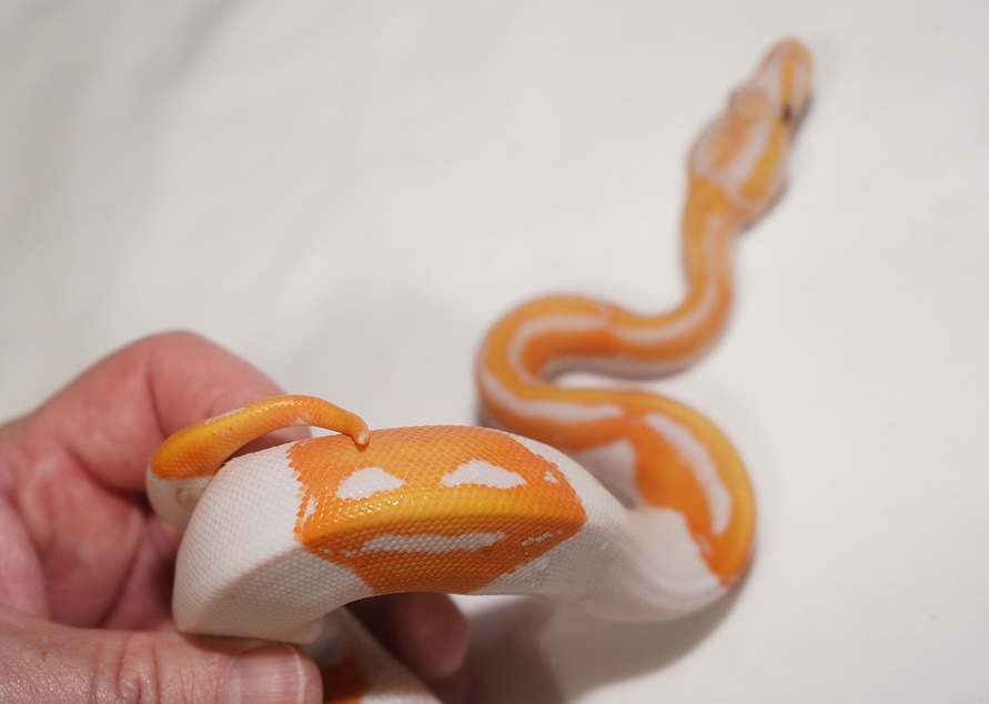 Dreamsicle Ball Python by Ball Python Investments - MorphMarket