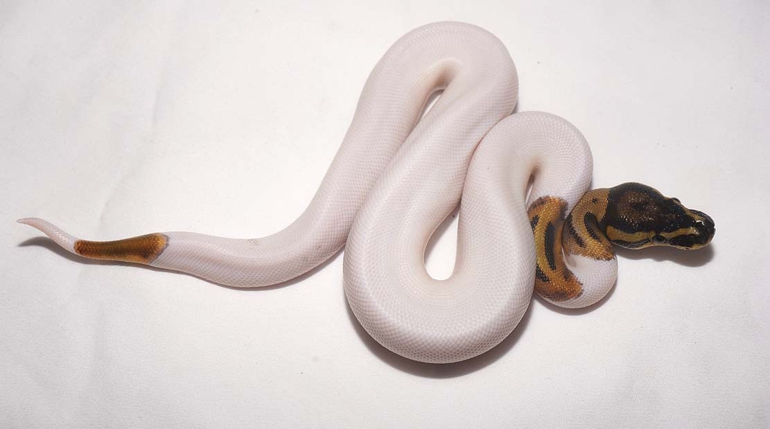 PIed 66% Het VPI Axanthic Ball Python by Ball Python Investments ...