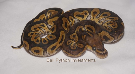 Mystic Clown Ball Python by Ball Python Investments