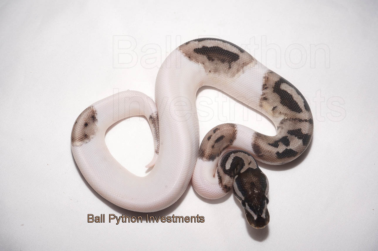 VPI Axanthic Pied Ball Python by Ball Python Investments - MorphMarket