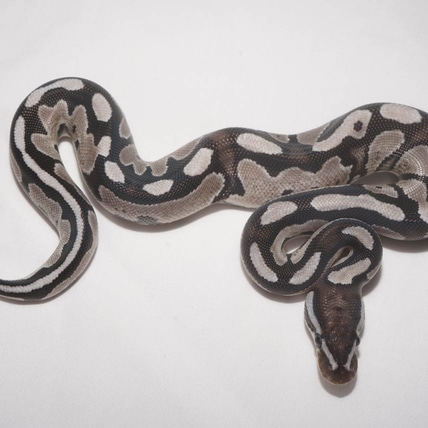 Leopard Fire VPI Axanthic Ball Python by Ball Python Investments ...