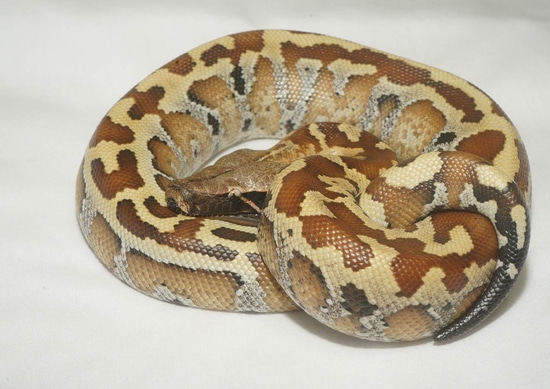 Matrix Blood Python by Ball Python Investments