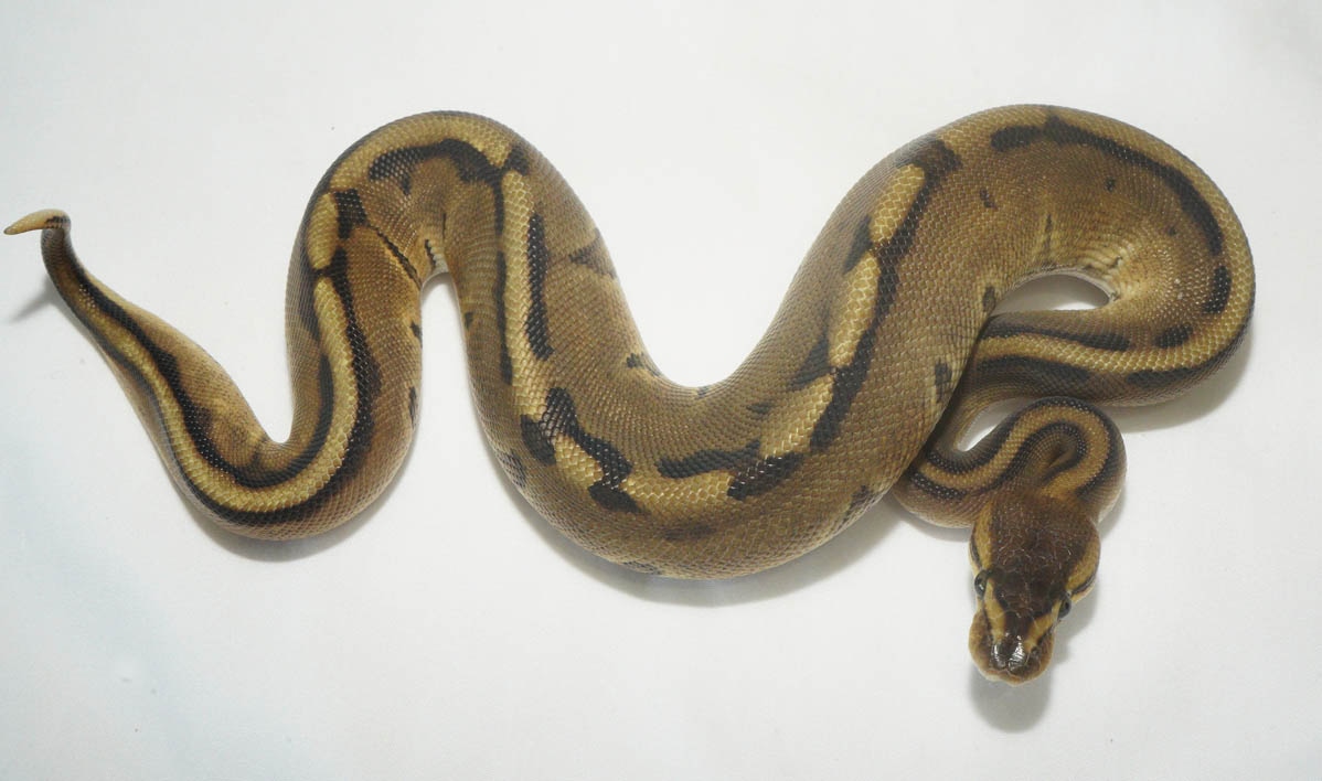 Genetic Stripe Het VPI Axanthic Ball Python by Ball Python Investments ...