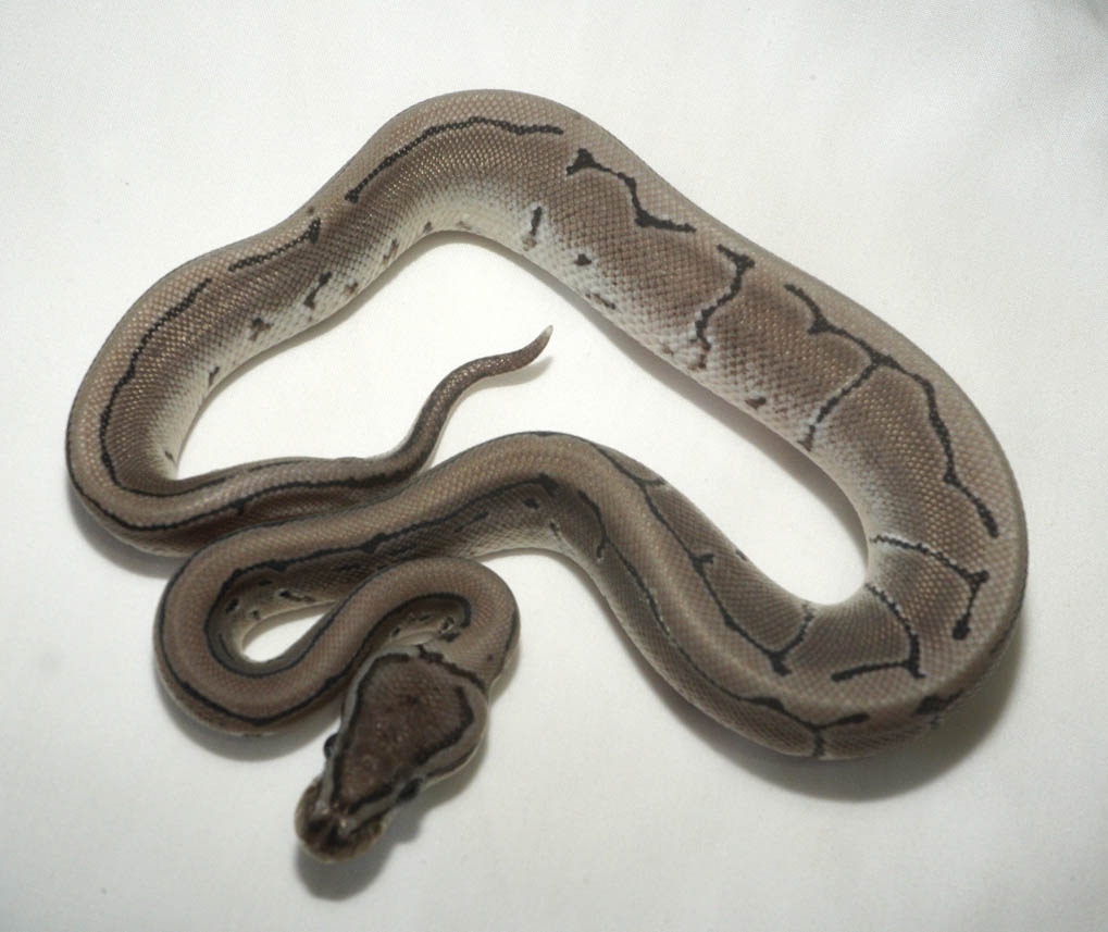 Pinstripe VPI Axanthic Het Pied Ball Python by Ball Python Investments - MorphMarket