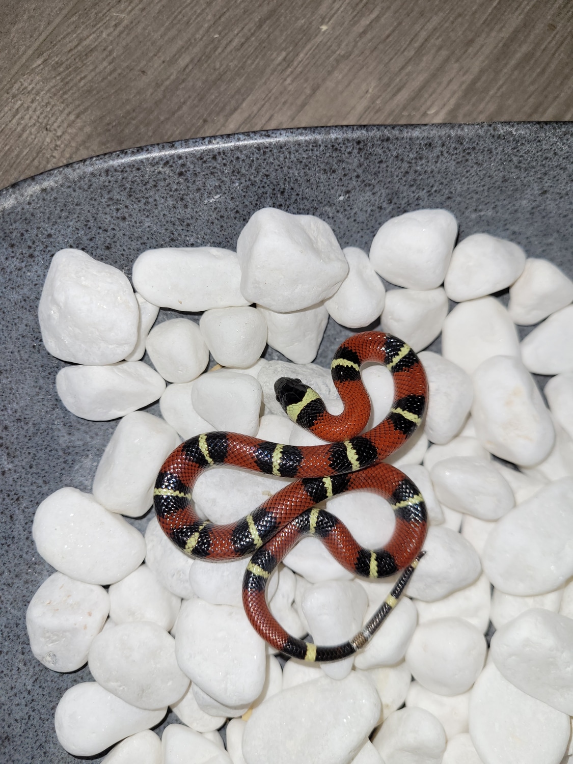 22' Milk %100 Het Albino Nelson's Milk Snake by T&T Reptiles - MorphMarket