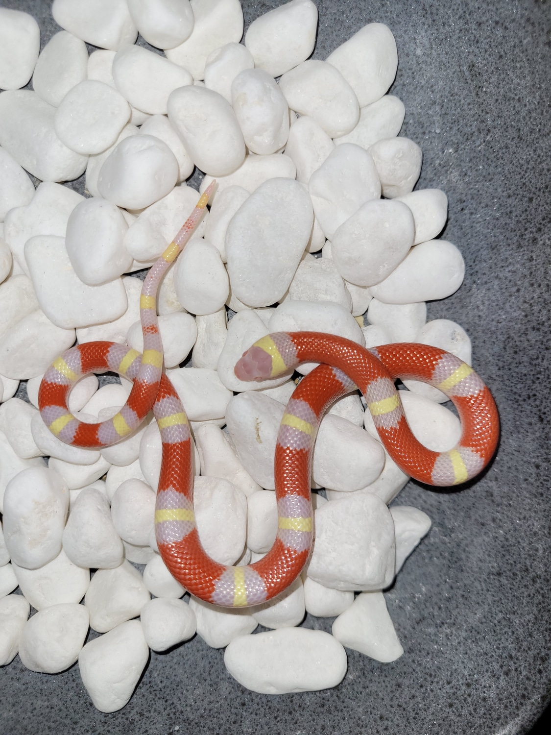 22' Albino Milk Nelson's Milk Snake by T&T Reptiles - MorphMarket