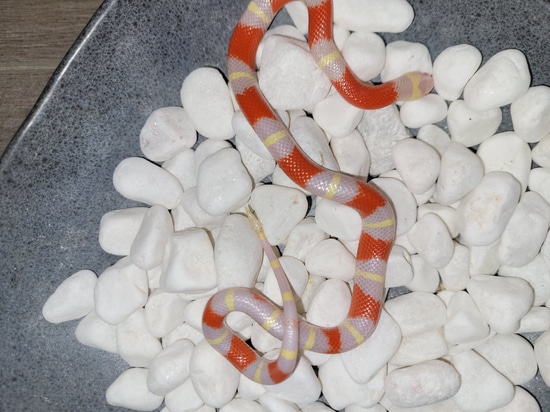 22' Albino Nelson's Milk Snake by T&T Reptiles