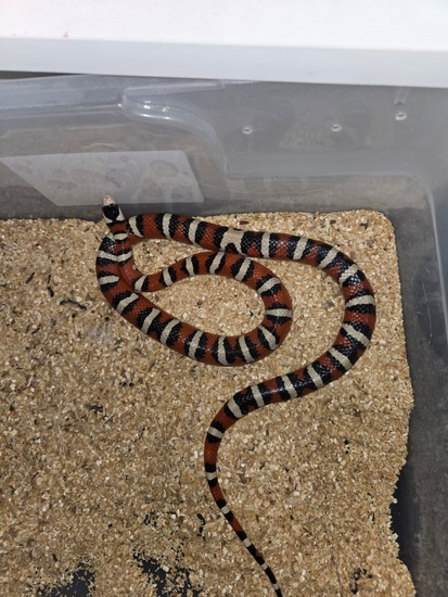 AZ Mnt King Proven Breeder Arizona Mountain Kingsnake by T&T Reptiles