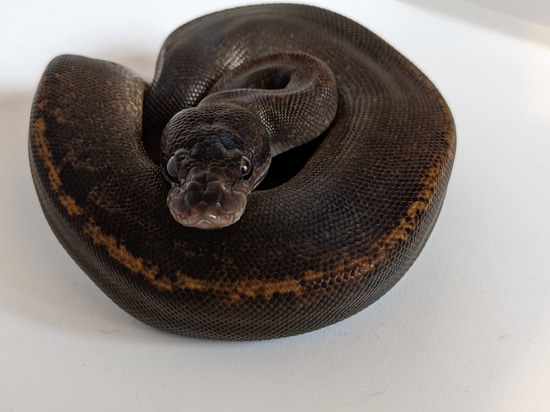 Super Mahogany (Suma) Ball Python by Kris's ball pythons