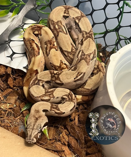 Hypo Het Leopard, Possible Hey Kahl Albino Boa Constrictor by IQ Exotics