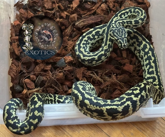 Zebra Jungle Jungle Carpet Python by IQ Exotics