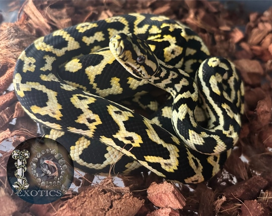 Jungle Jungle Carpet Python by IQ Exotics