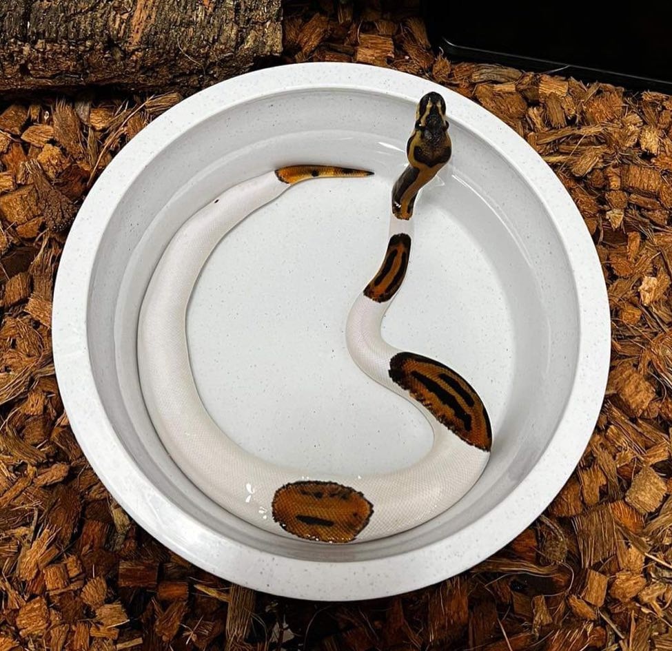 Leopard Pied Het Clown Ball Python by Danny's Exotics - MorphMarket