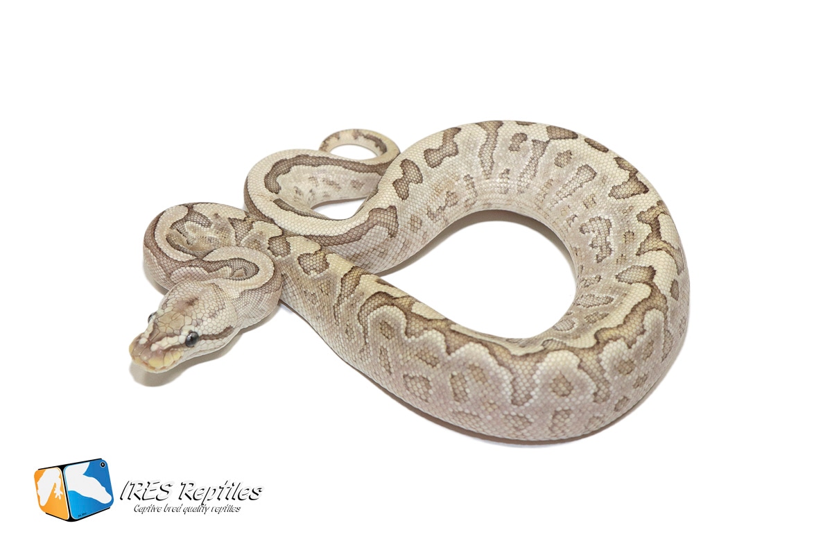 Fire Leopard Bamboo Ball Python by IRES Reptiles - MorphMarket