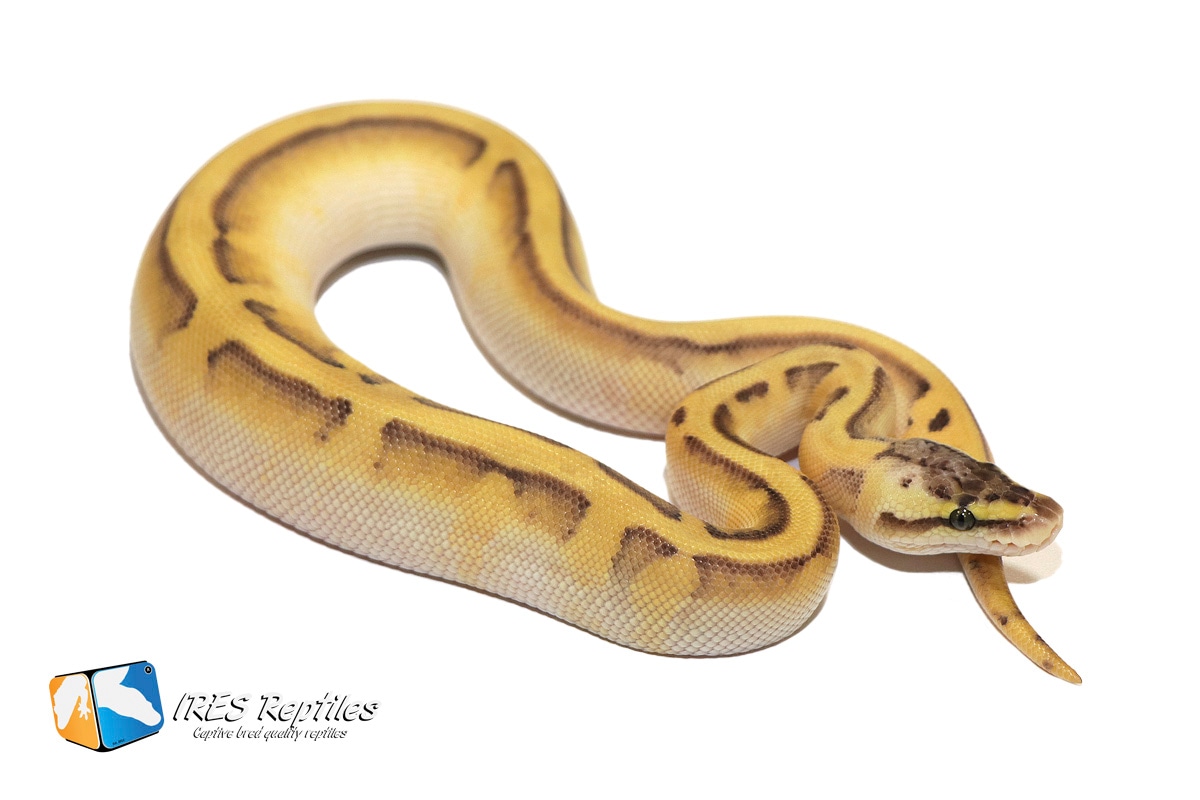 Butter Pastel Enchi Genetic Stripe Het Clown Ball Python by IRES ...