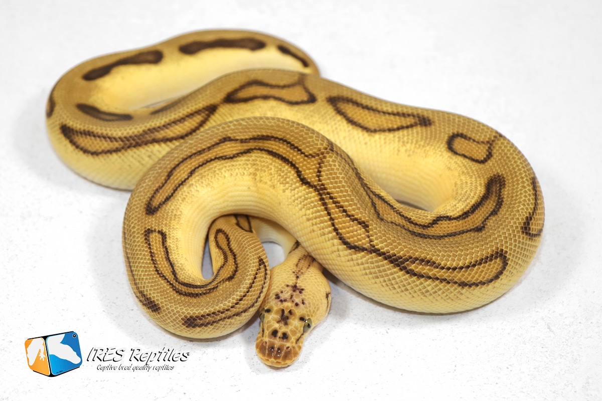 Pastel Enchi Genetic Stripe Clown Ball Python by IRES Reptiles ...