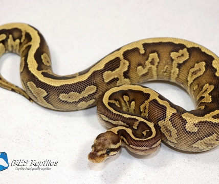 Vanilla Yellow Belly Confusion Ball Python by Colors&Morphs Ball Python ...