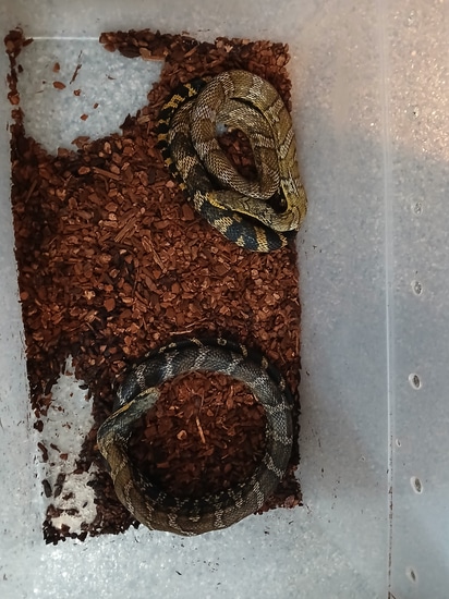 Adult Pair Of Korean Rat Snakes Other Rat Snake by Illinois Reptile ...
