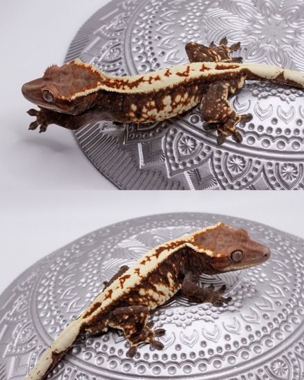 Sable Tri-Color Male Crested Gecko by Iris Exotics