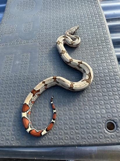 Suriname True Red Tail Boa True Red-Tailed Boa Constrictor by JT Reptiles