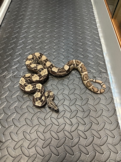 Poss Super Ghost IMG Parahet Boa Constrictor by JT Reptiles