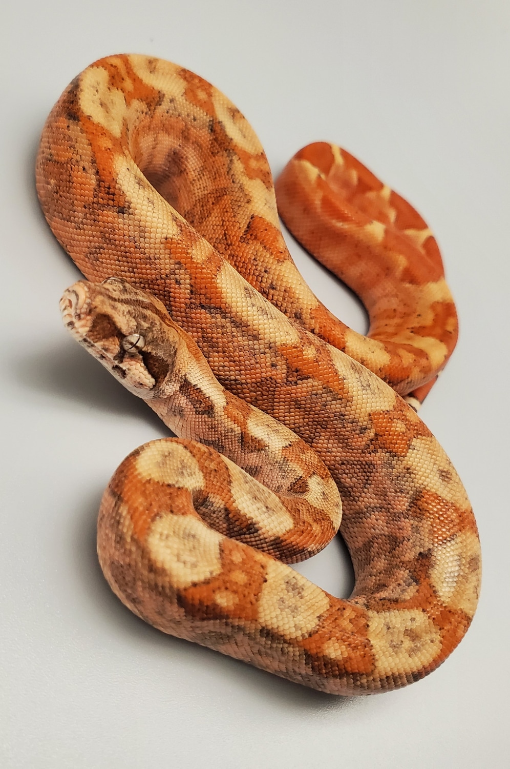 Hypo 66% Poss DH Gilbert T+/blood Boa Constrictor by JBs Boas - MorphMarket