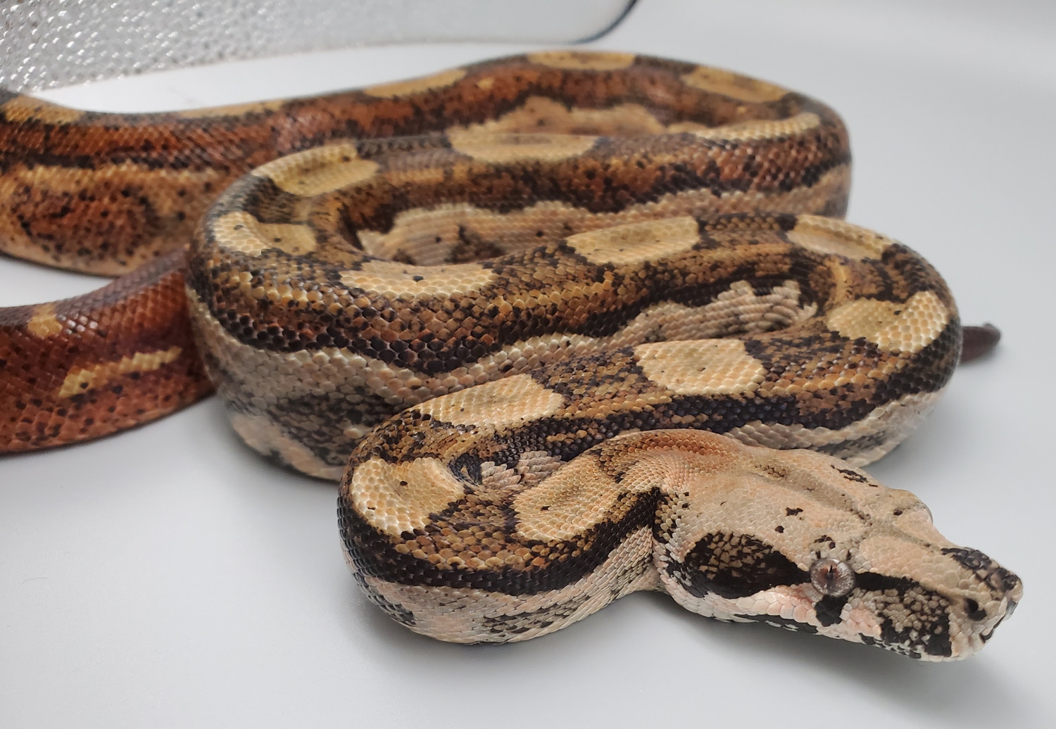 Hypo Inca Boa Constrictor by JBs Boas - MorphMarket
