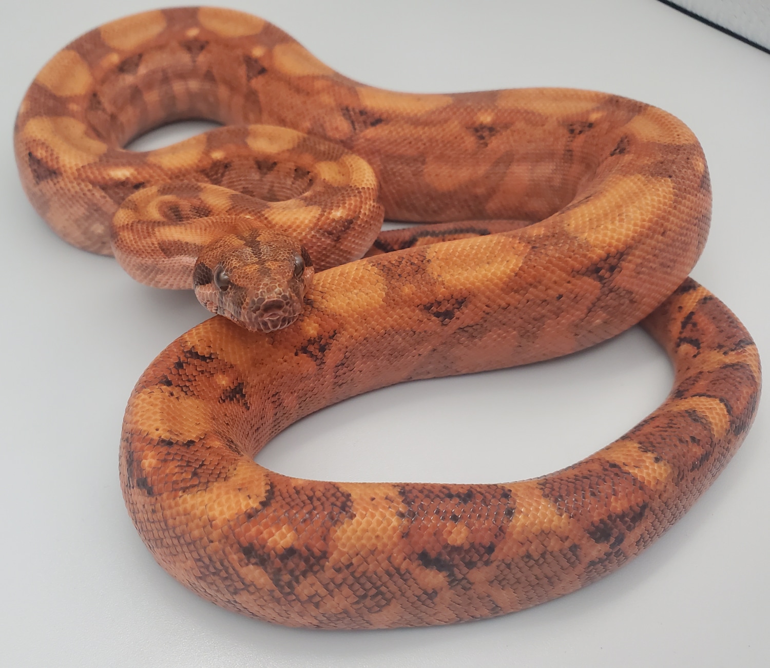Blood Boa Constrictor by JBs Boas - MorphMarket