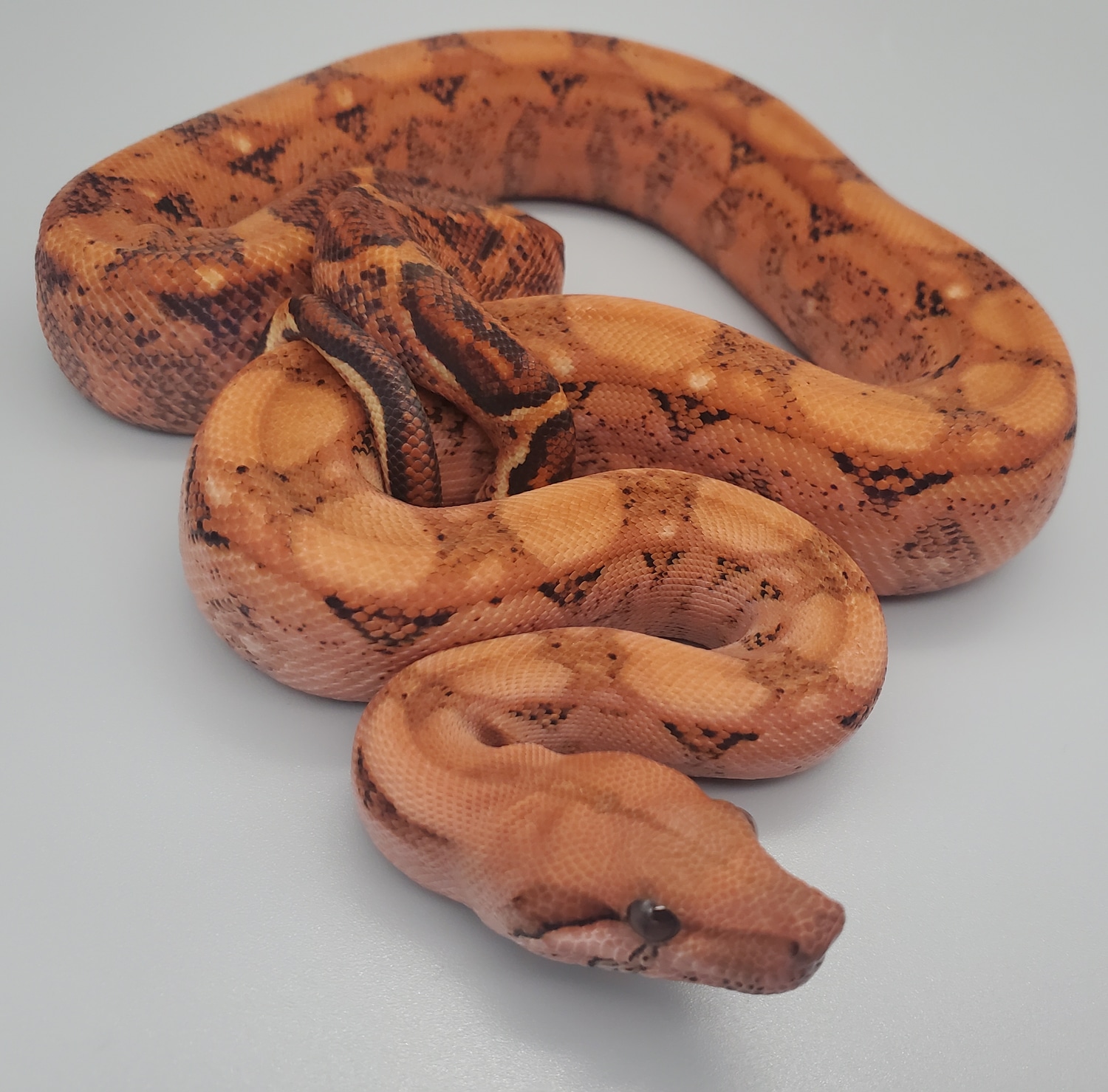 Blood Boa Constrictor by JBs Boas - MorphMarket