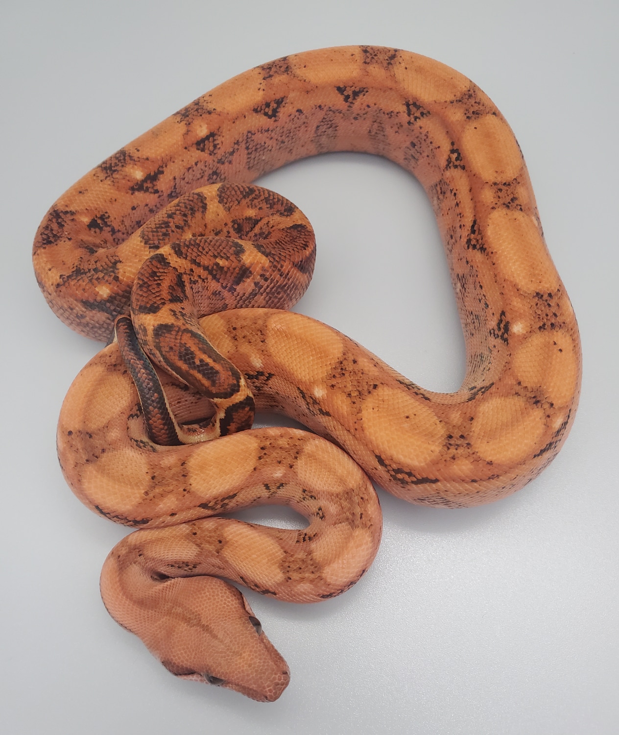 Blood Boa Constrictor by JBs Boas - MorphMarket