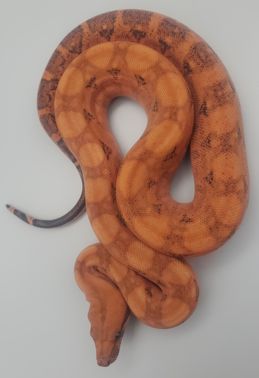Blood Boa Boa Constrictor by JBs Boas - MorphMarket