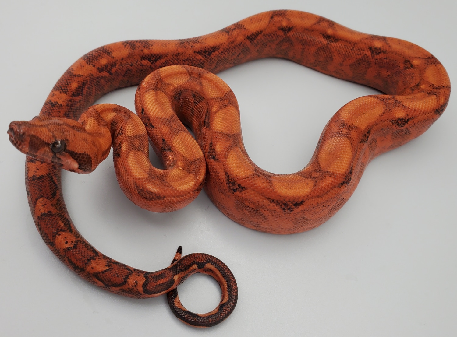 Blood Boa Boa Constrictor by JBs Boas - MorphMarket