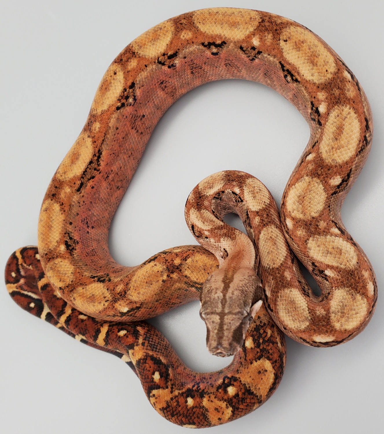 100% Het Blood Boa Constrictor by JBs Boas - MorphMarket