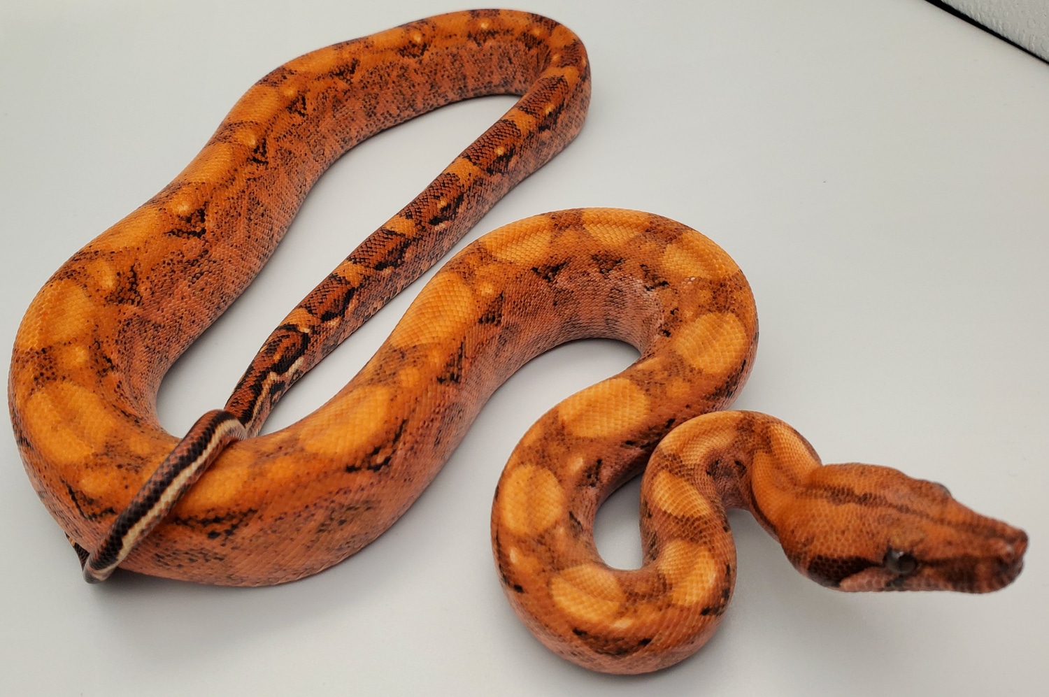 Blood Boa Boa Constrictor by JBs Boas - MorphMarket