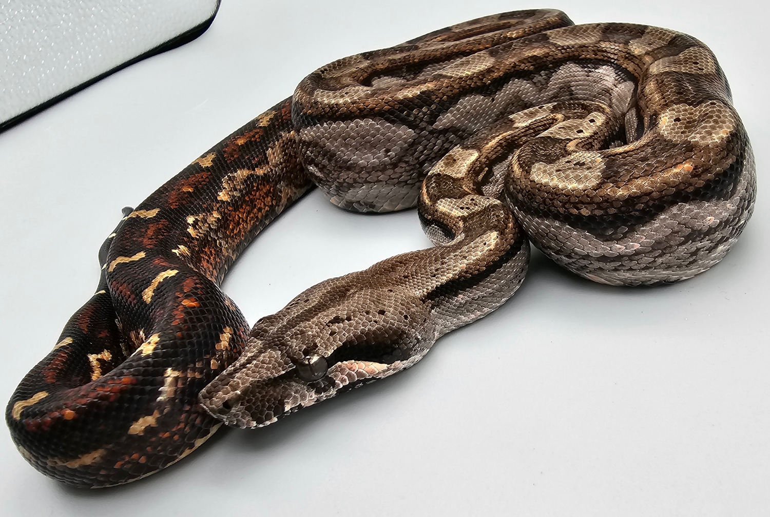 Inca 100% Het T+ Boa Constrictor by JBs Boas - MorphMarket