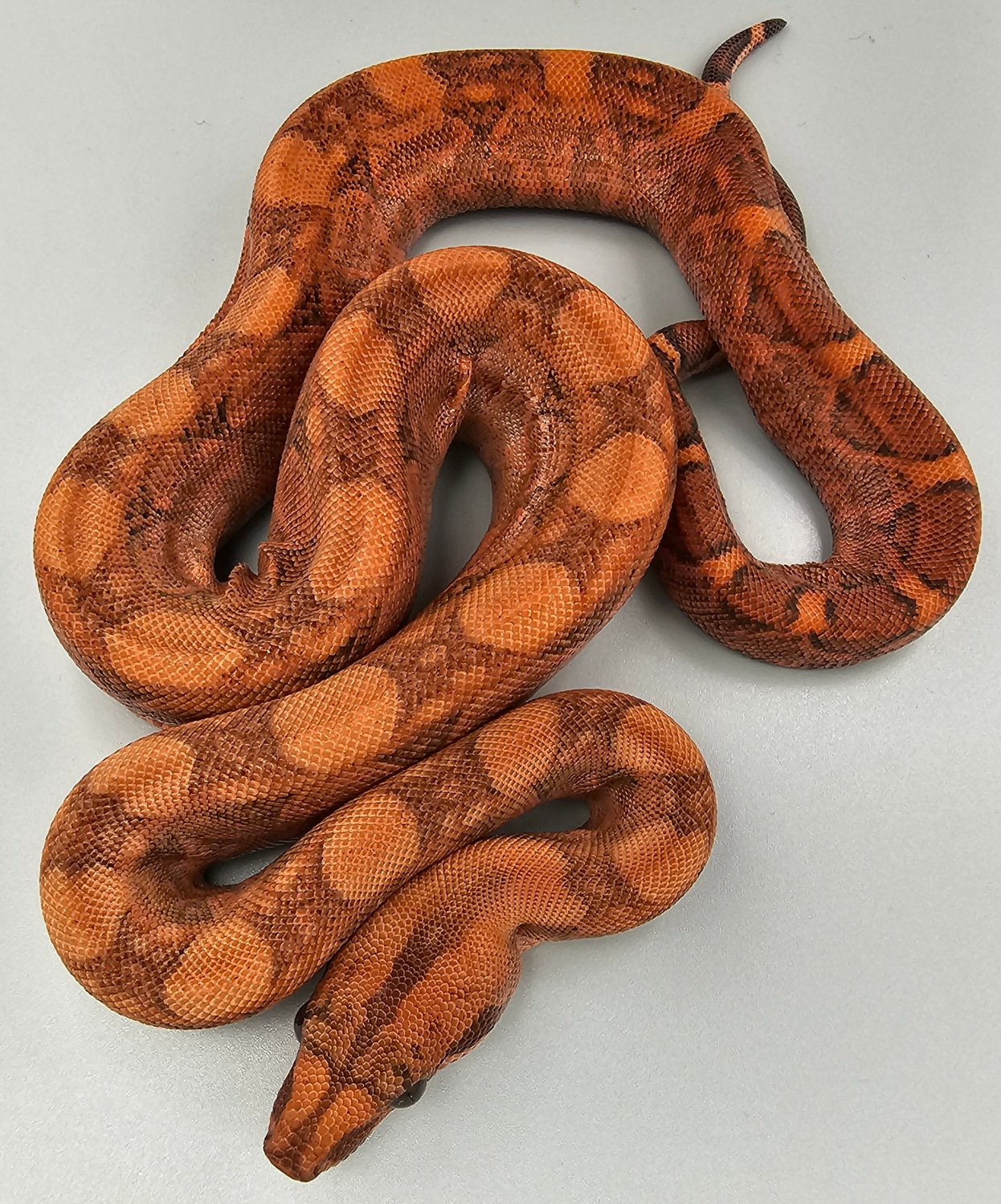 Blood Boa Boa Constrictor by JBs Boas - MorphMarket