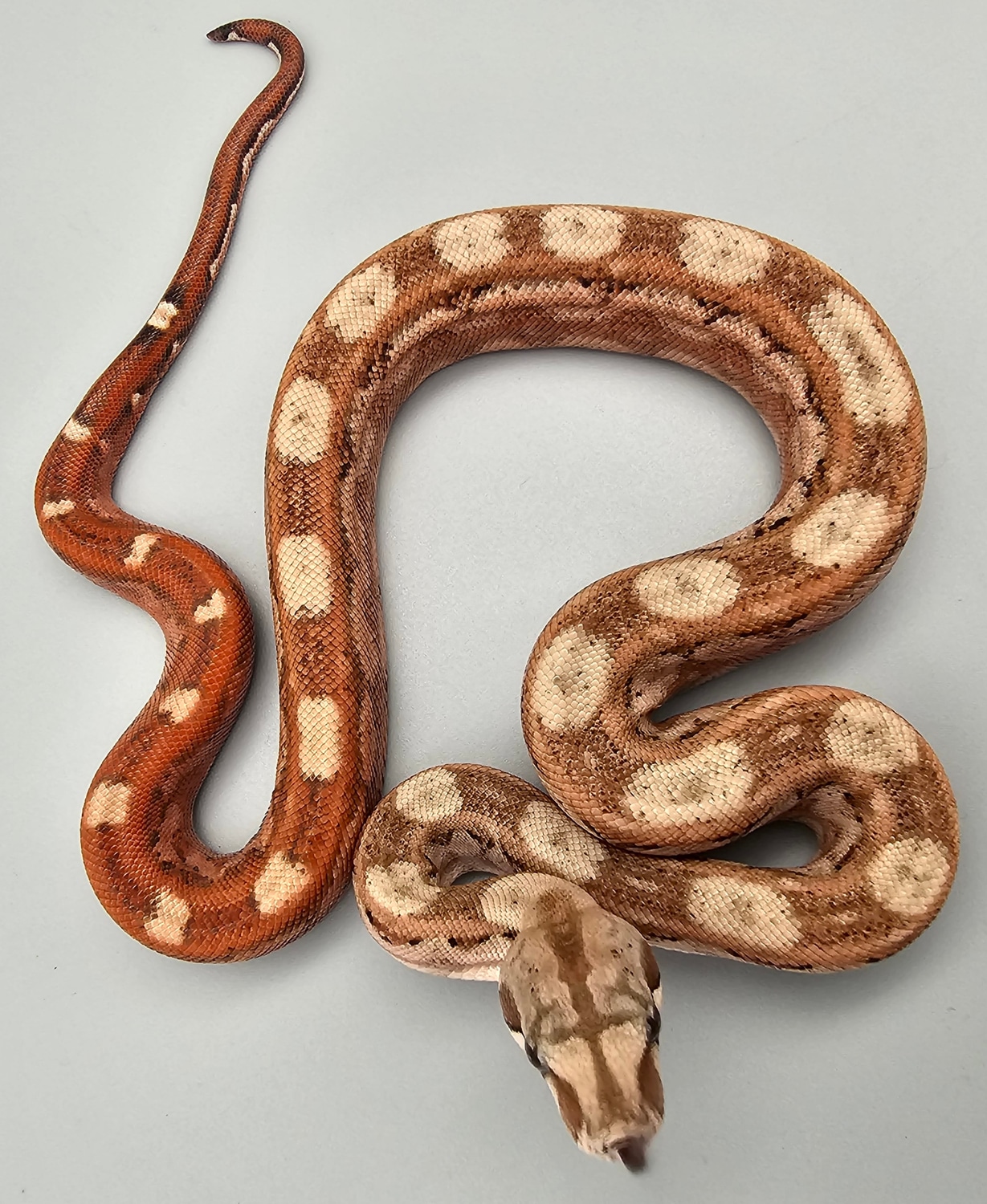 Hypo Inca 66% Poss Het Blood Boa Constrictor by JBs Boas - MorphMarket