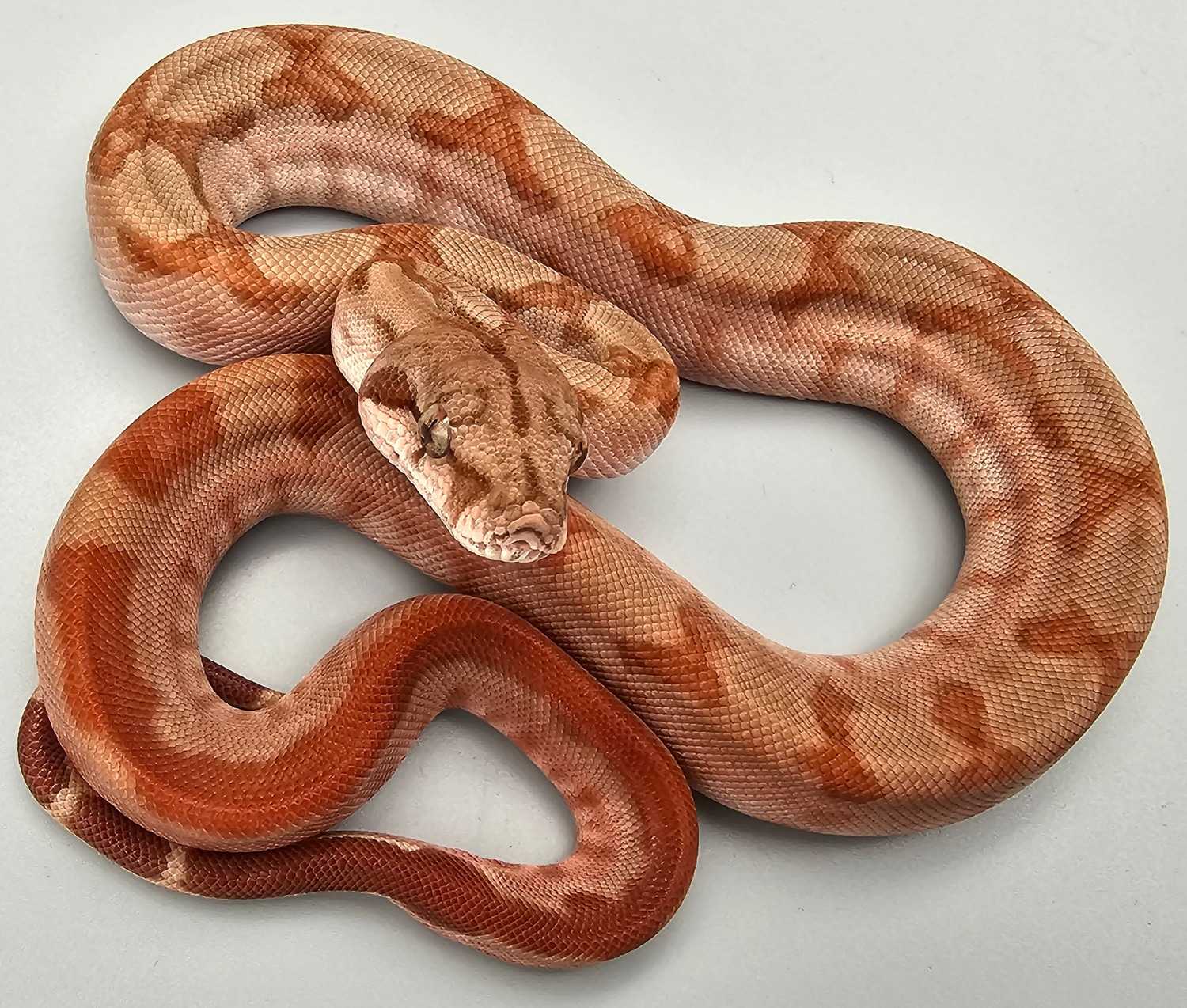 CA T+ Sunglow 50% Poss Het Blood Boa Constrictor by JBs Boas - MorphMarket