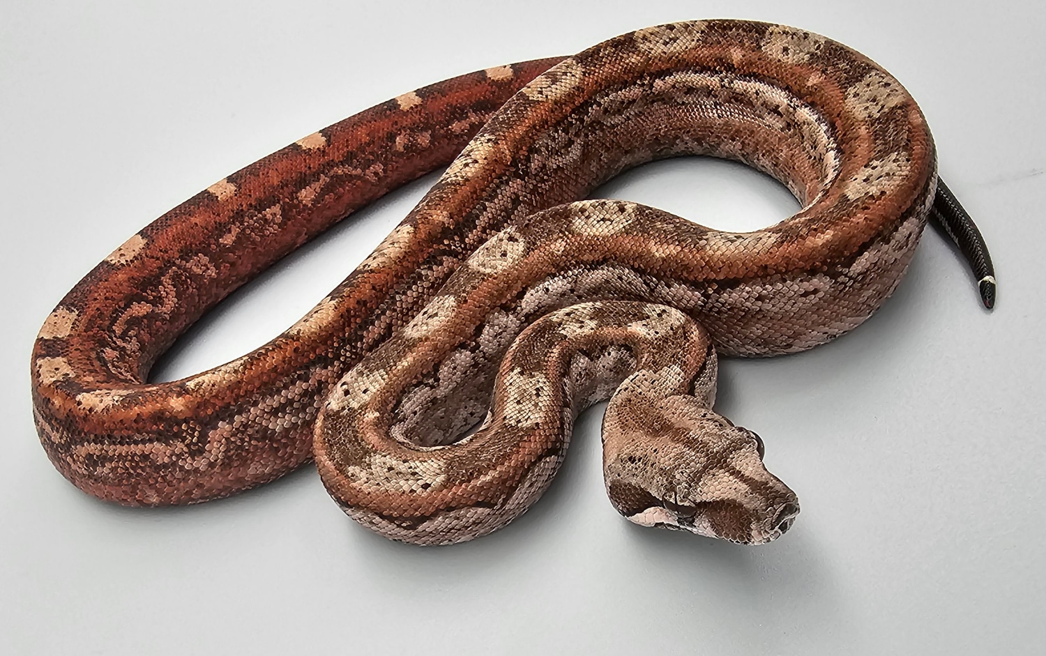 Inca 66% Poss Het Blood Boa Constrictor by JBs Boas - MorphMarket