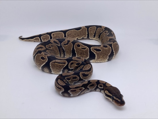 Normal Ball Python by PawPaw's Ball Python's