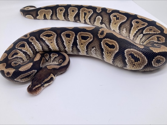 Russo Ball Python by PawPaw's Ball Python's