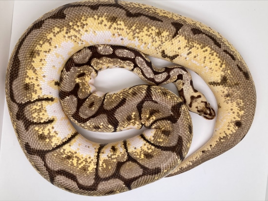 Bumble Bee Het VPI Axanthic Ball Python by PawPaw's Ball Python's