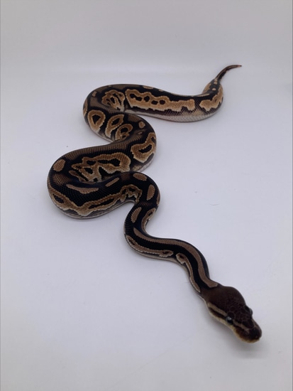 Orange Dream Cinnamon Possible Yellowbelly Ball Python by PawPaw's Ball ...